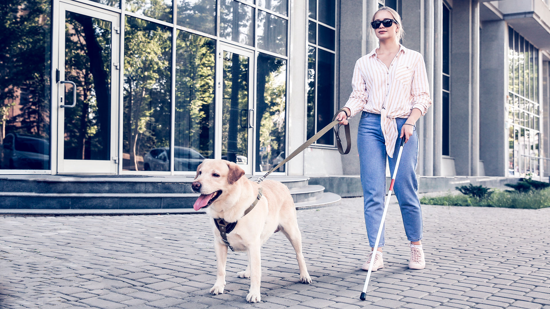 5 curiosidades que no conocías sobre los perros guía