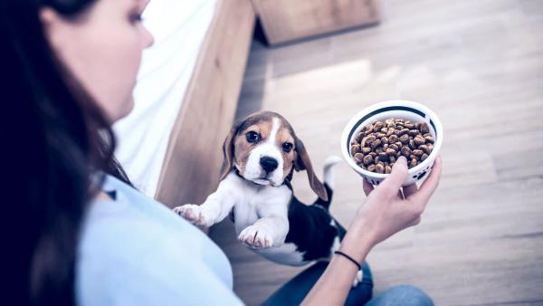 Guía completa para elegir el mejor pienso para tu perro